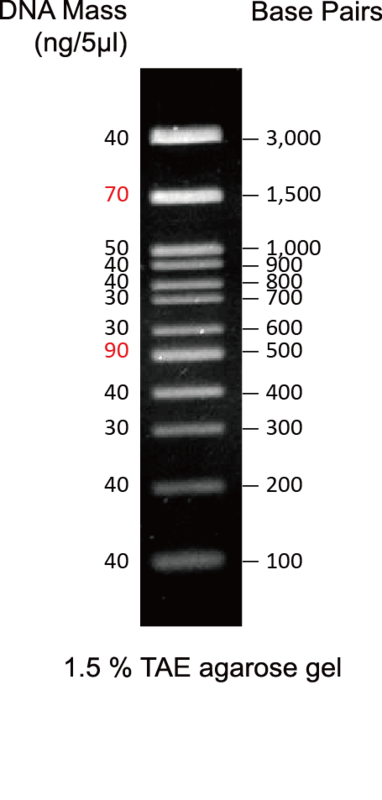 [DM003-R500] BH 100bp DNA Ladder H3 RTU > Bio Helix | 셀젠바이오샵
